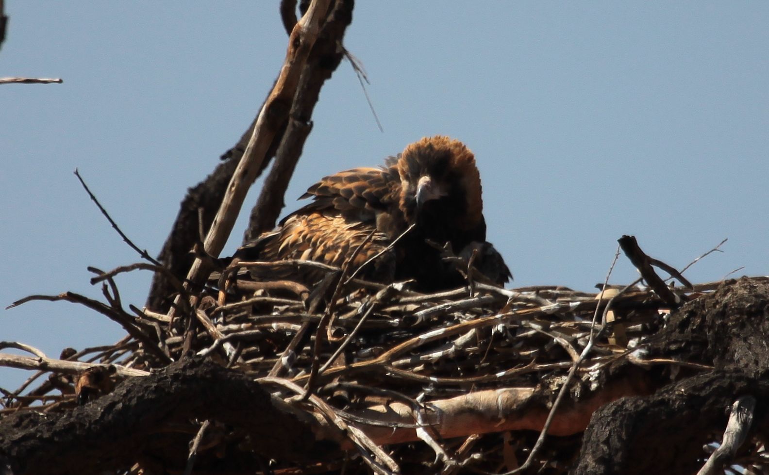 Richard Waring's Birds of Australia: Black-breasted Buzzard immature in ...