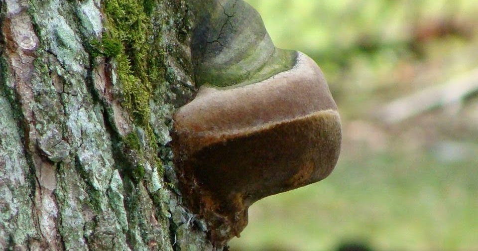 Mushrooms from Romania: Phellinus robustus
