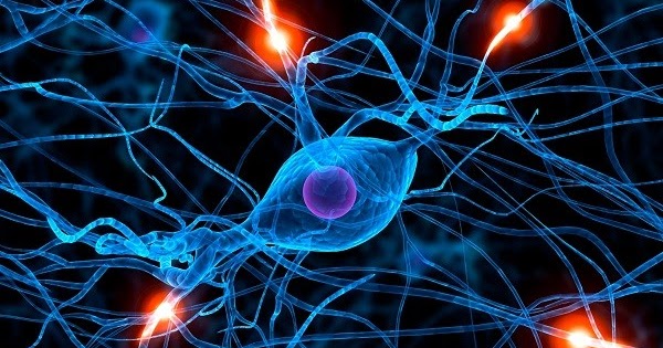 EL SISTEMA NERVIOSO SIMPÁTICO, CLAVE EN LA TERMOGÉNESIS
