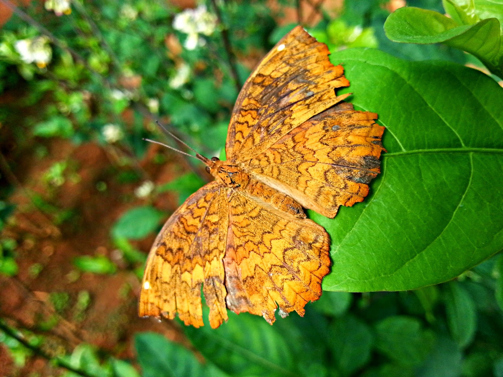 JMW Photo Studio: Common Castor - Ariadne merione