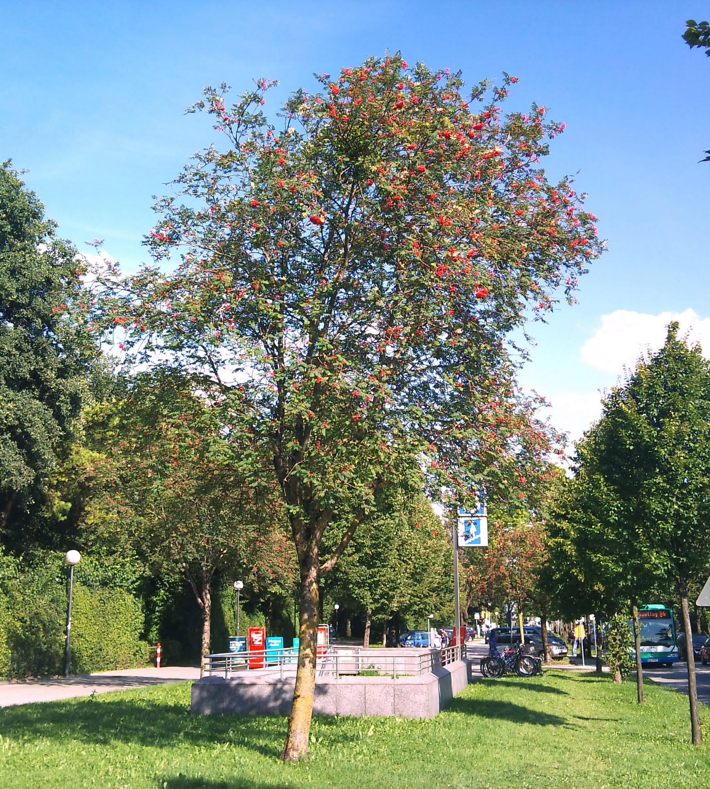 Árboles con alma: Serbal de cazadores. Moixera de Guilla. (Sorbus ...