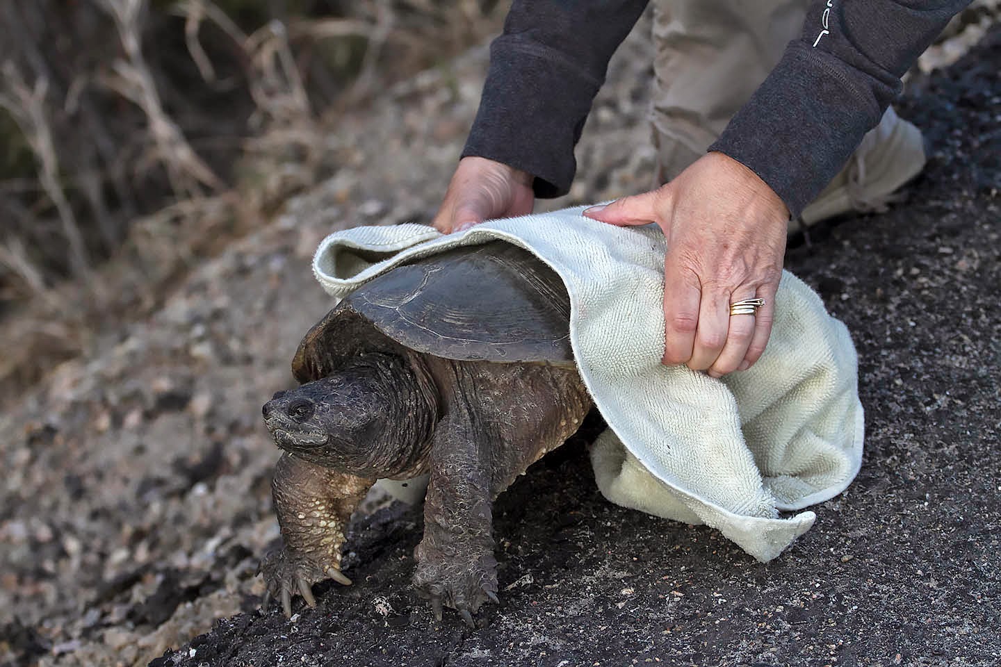 Working with wildlife - Ann Brokelman Photography: Snapping Turtle ...