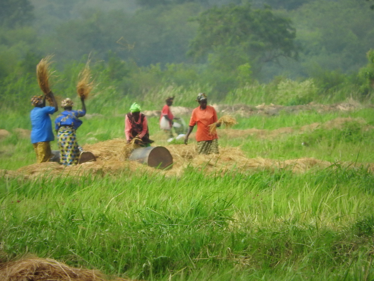 MOJ AFRIŠKI VSAKDANJIK: RIŽEVA POLJA