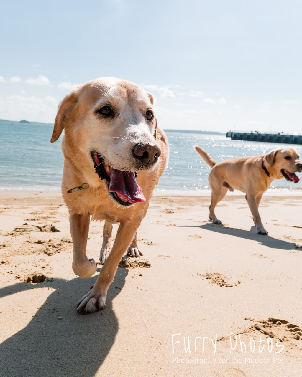 Flapper the Mer-Dog - For him and Him