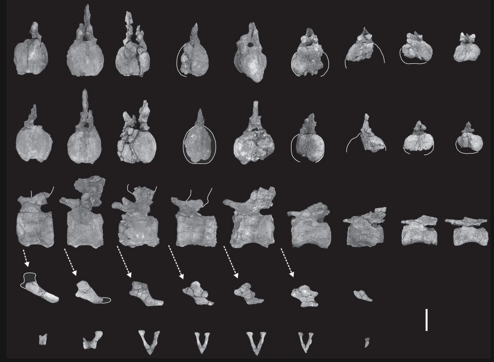 Paleosur: Titanosaur with unusual haemal arches from Patagonia