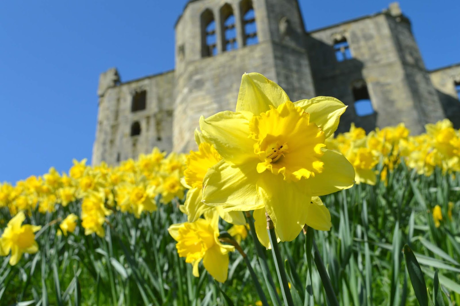 North East Flowers in Bloom - A Seasonal Trail | New Girl in Toon