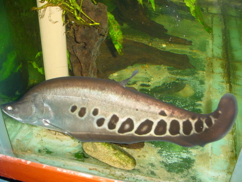 O Livro da Natureza: Peixe Faca