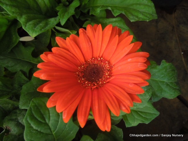Exploring The New.......: Gerberas The Elegant Flowering Garden Plant
