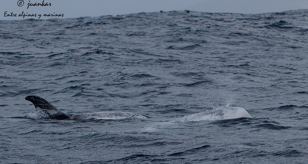 Entre alpinas y marinas.: Calderón gris ( Grampus griseus ) Risso´s dolphin