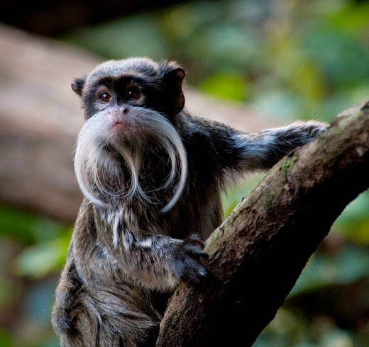 Foto Degli Animali Più Belli Del Mondo