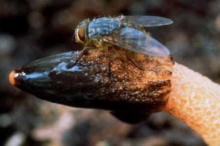 OH93 Independent study on FUNGI: Spore dispersal