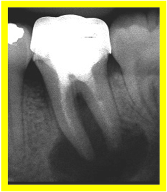 Kucing Dentist: 2015