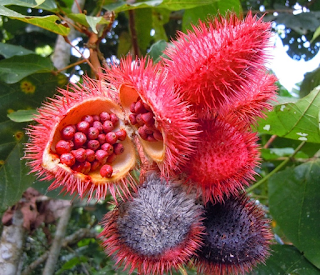 Wonderful Health Benefits Of Annatto - Philippine Trending News
