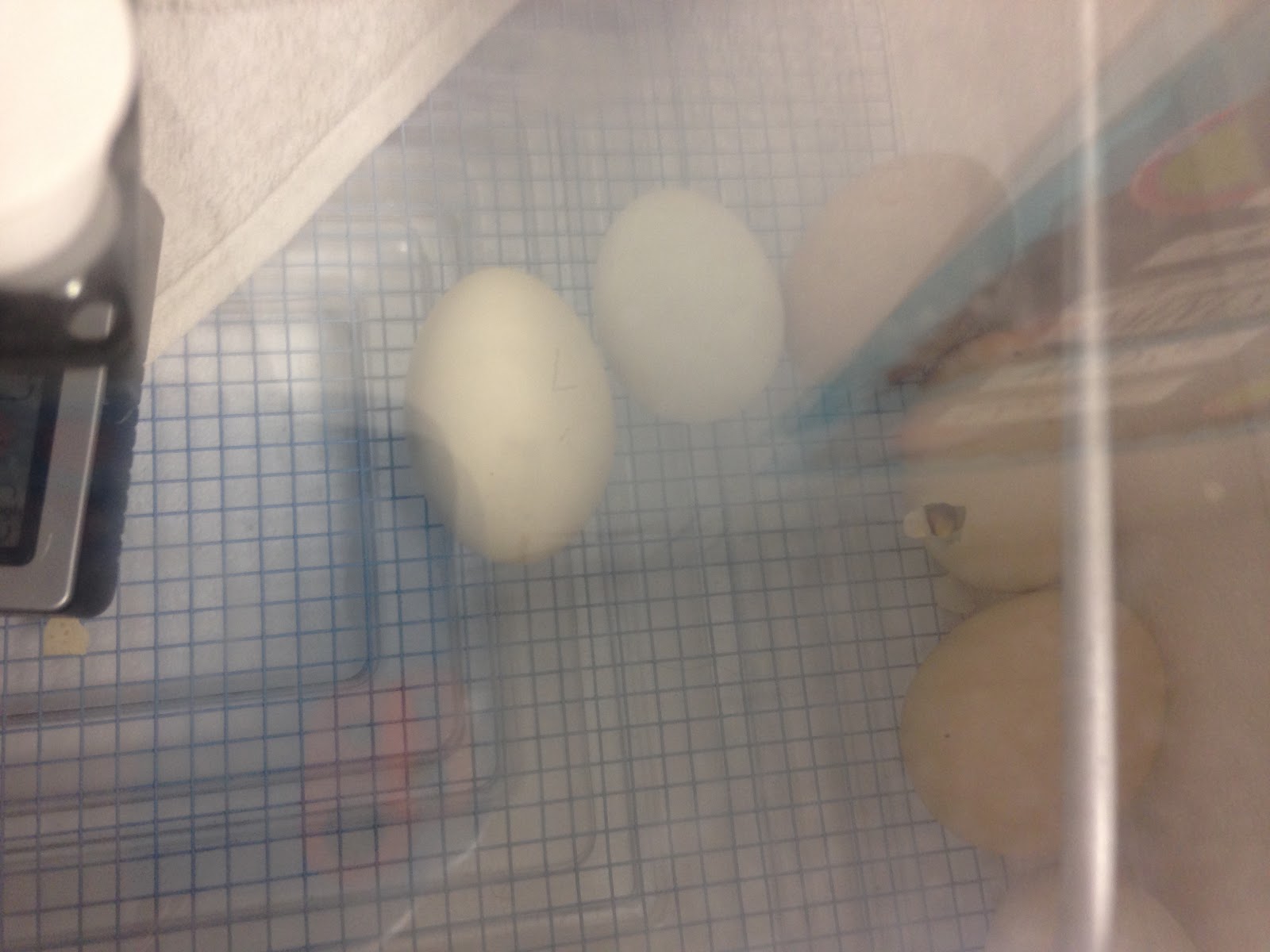 Mrs. Stecker's 2nd Grade Scholars