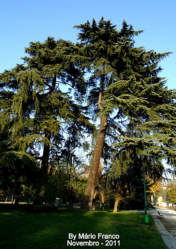 Meu Cantinho Verde: CEDRO-DO-HIMALÁIA - ( Cedrus deodara )
