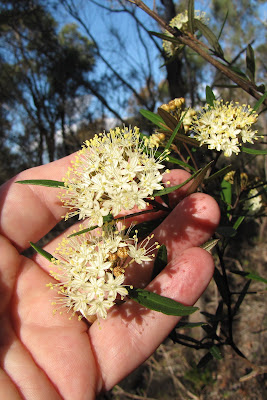 Sydney's Wildflowers and Native Plants: Phebalium squamulosum - Scaly ...
