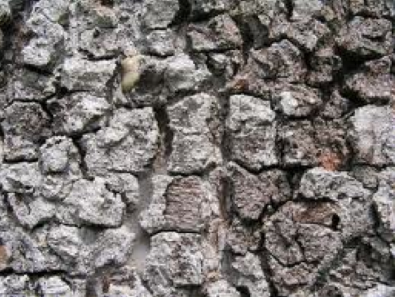 Unit 1 : Definition: Texture