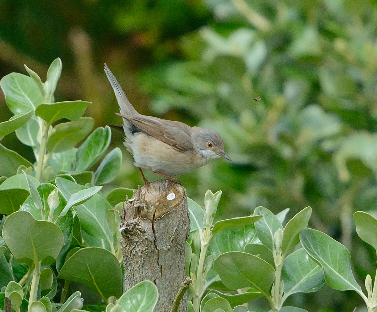 Tory Island Bird Blog
