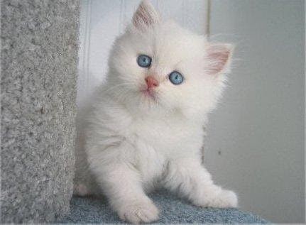 14 kucing warna putih polos (lucu) | INDAHNYA BERBAGI™