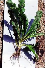 Simplisia Radix ~ Ega Ayu Prastika