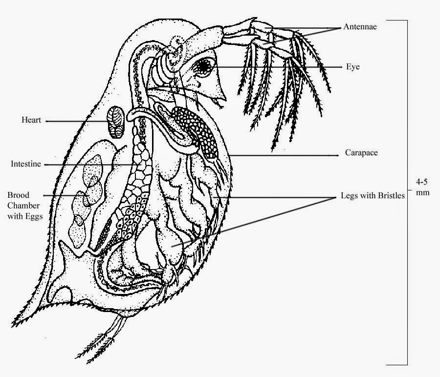 Wicara Mina: KULTUR Daphnia