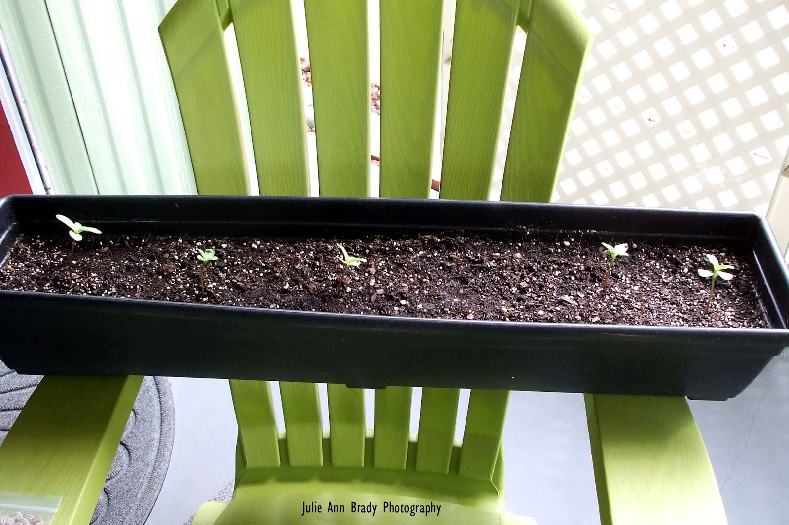 Julie Ann Brady : Blog On: Russian Mammoth Sunflowers