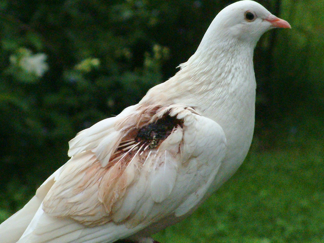Acabemos con el maltrato a las palomas: Palomas Federadas