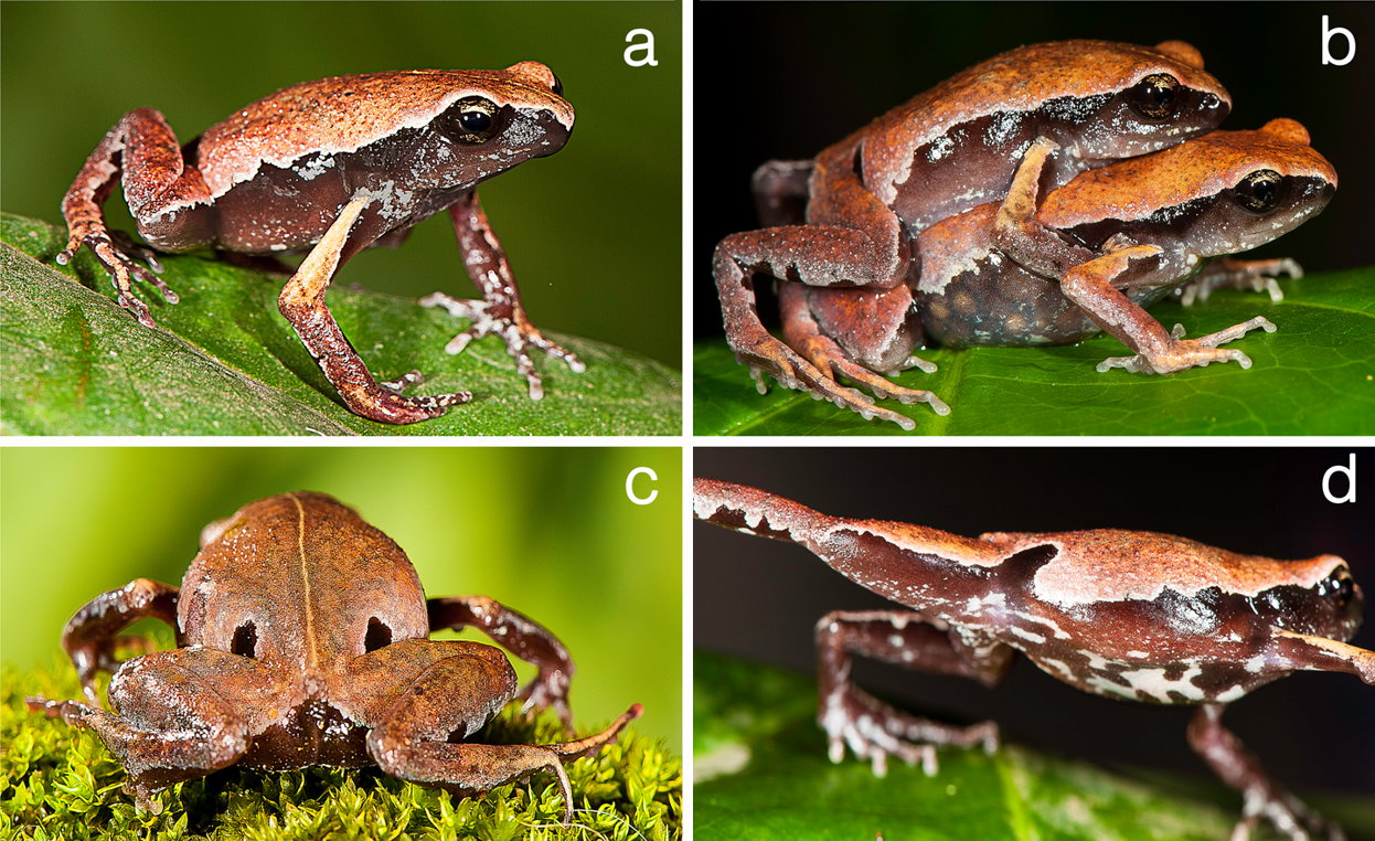 Species New to Science: [Herpetology • 2019] Mysticellus franki • A New ...