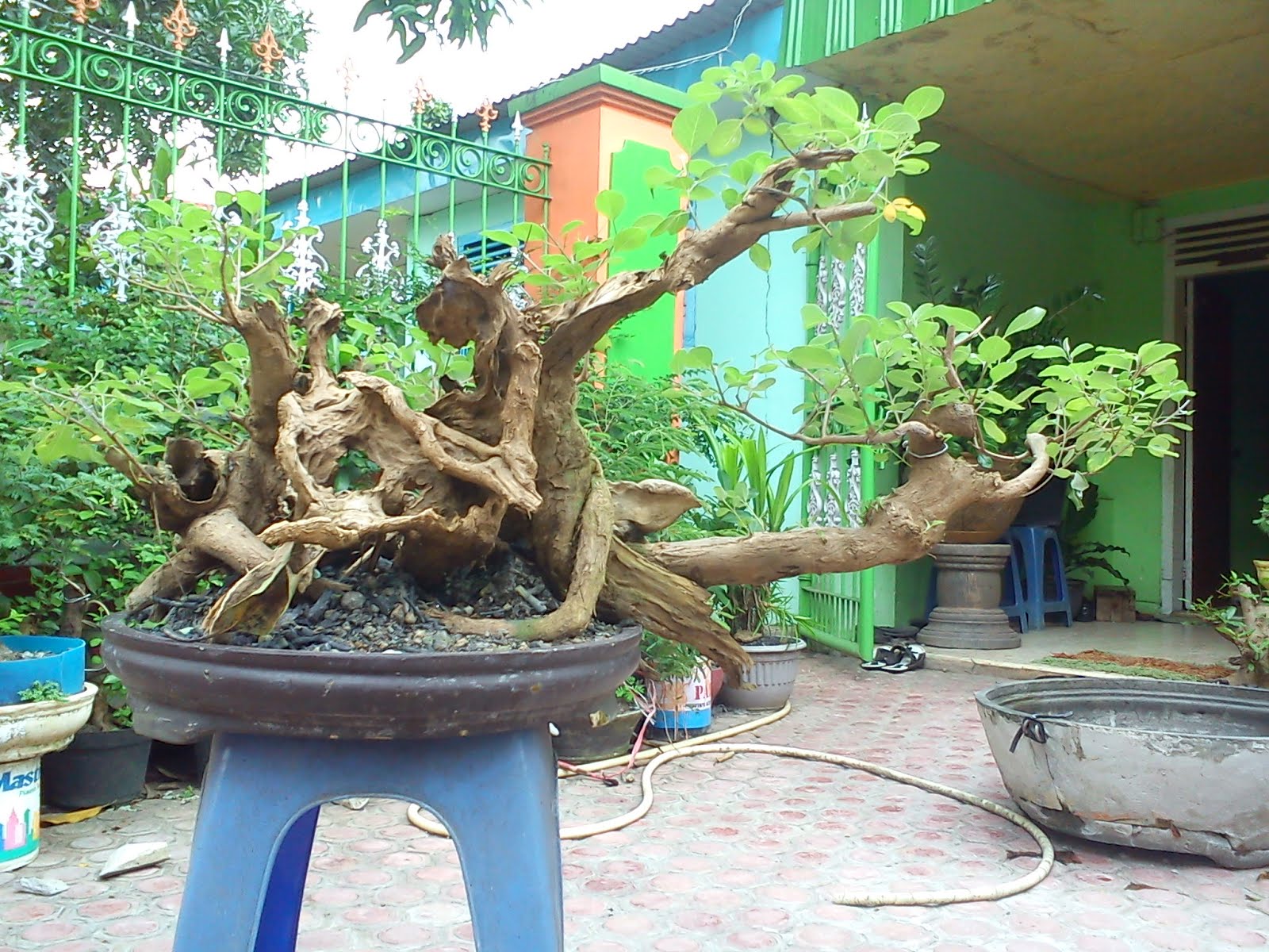Situs Bonsai: Bonsai Legundi (DIJUAL)