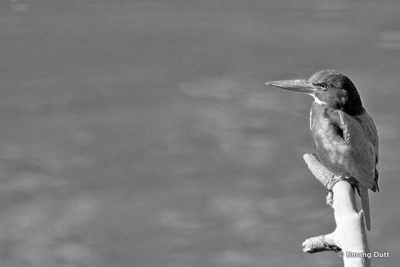 Plain Black And White Black And White White throated Kingfisher plain-black-and-white-black-and-white-white-throated-kingfisher