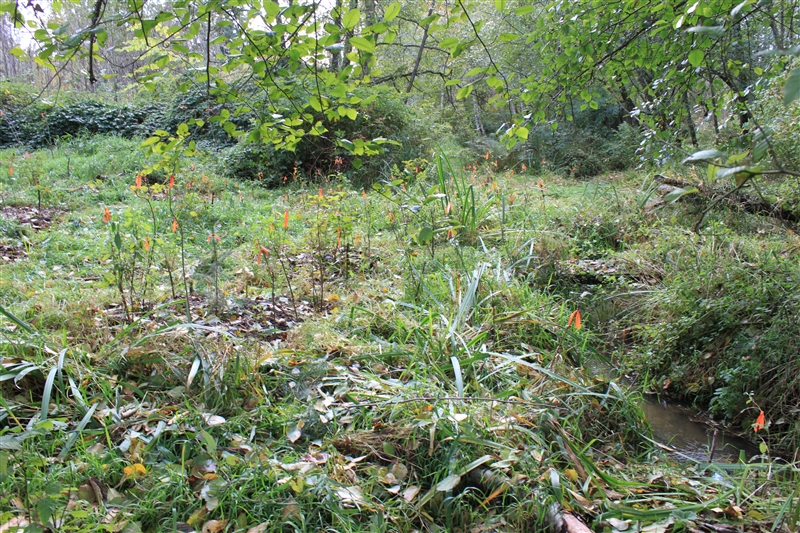 Little Swamp Creek: Streamside Planting Update