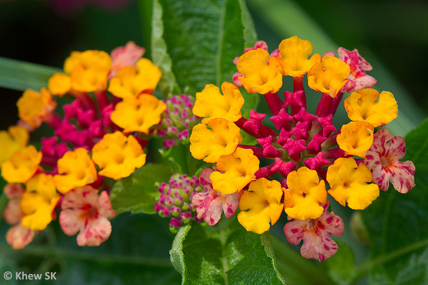 Butterflies of Singapore: Favourite Nectaring Plants #3