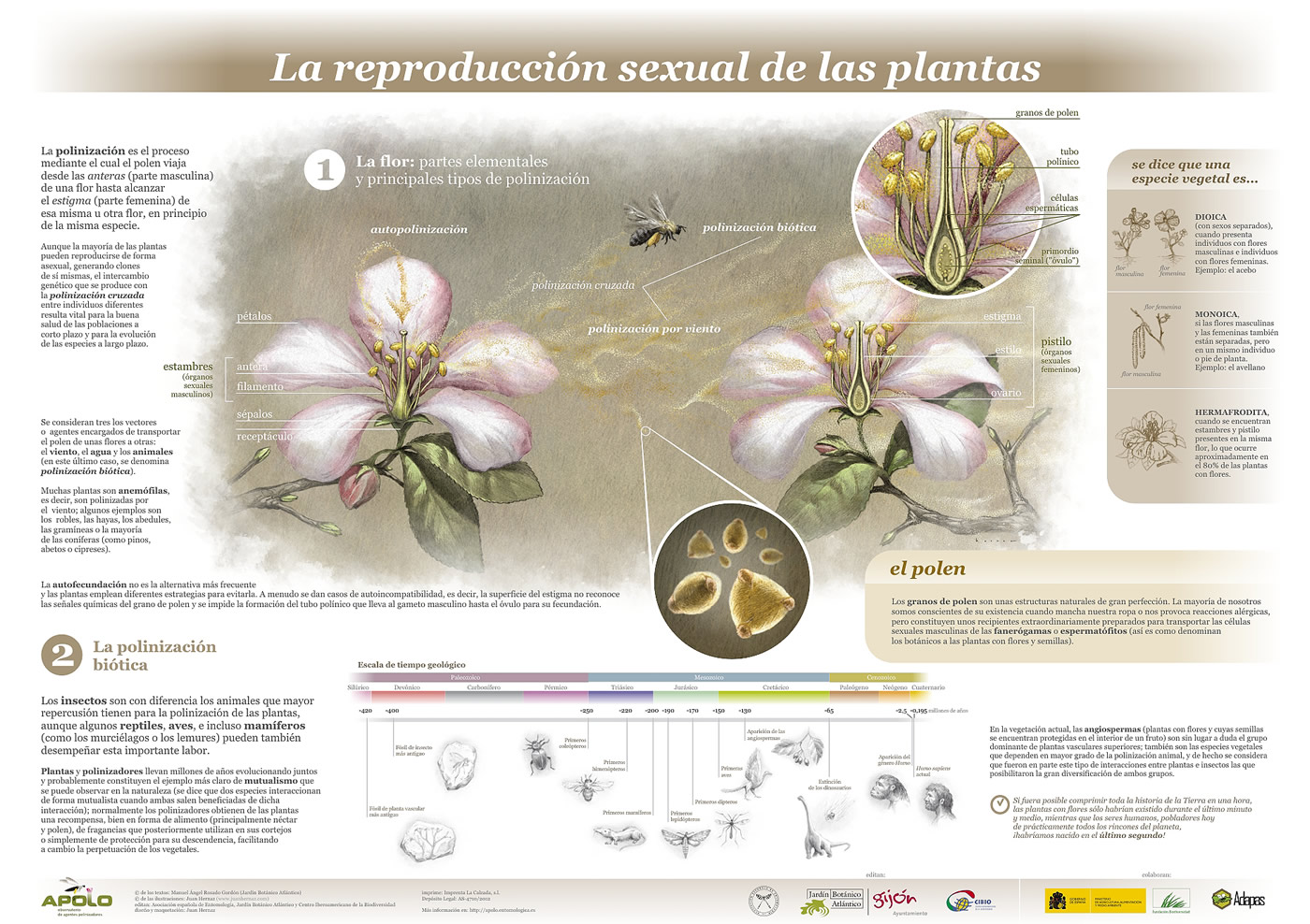 juan hernaz: Polinización: tres láminas didácticas / Pollination: three ...