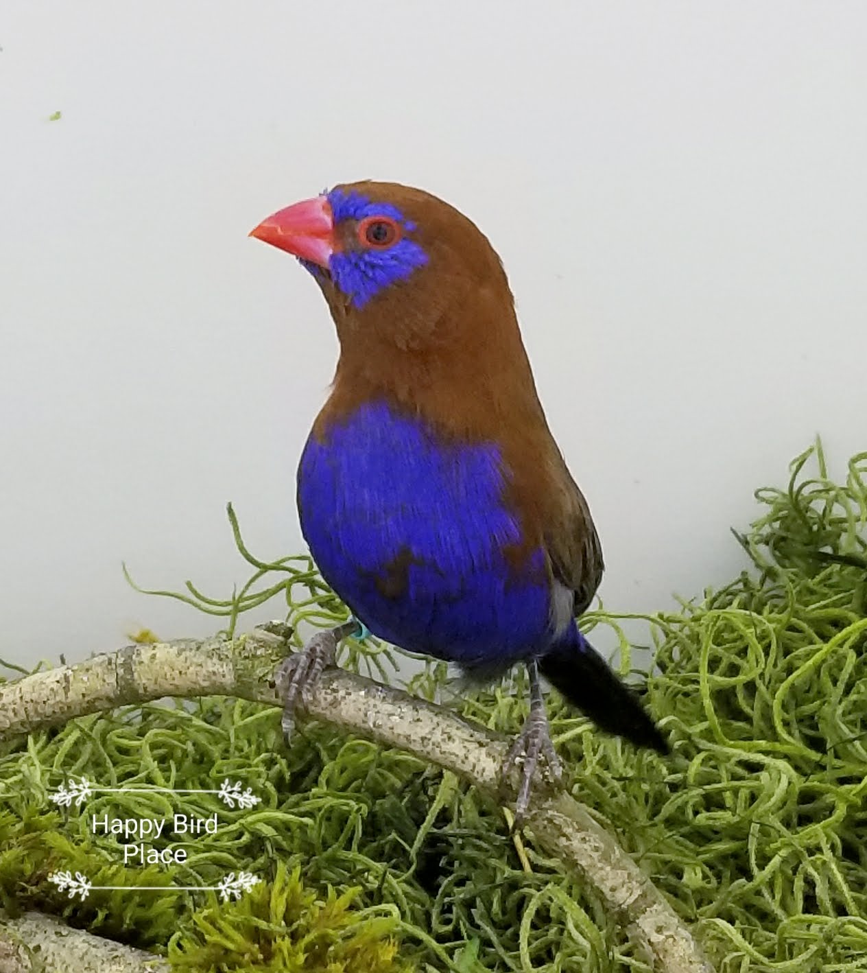 Happy Bird Place Finch and Grasskeet Blog