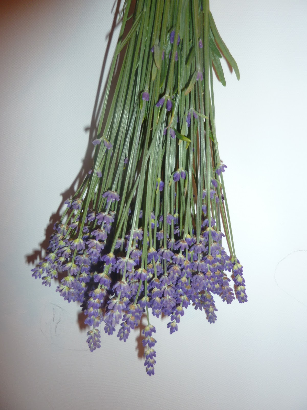 kaupole: levander in my garden