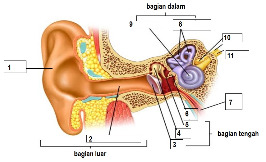 Pdf Gambar Telinga Manusia Dan Fungsinya - fasrjoin