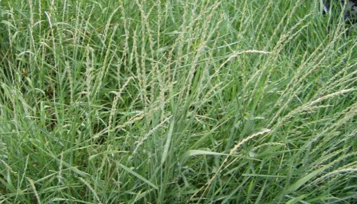 PIREVINA (AGROPYRON REPENS L.) – Odlično je sredstvo za čišćenje krvi..
