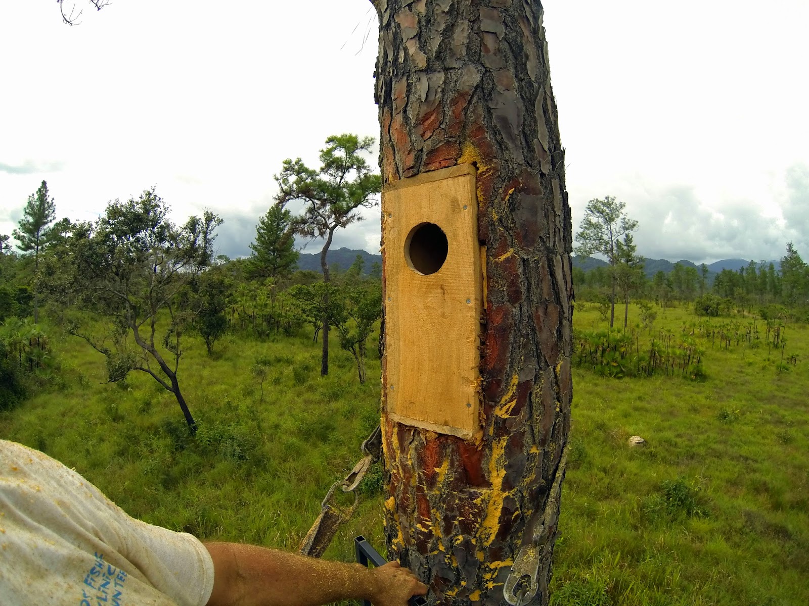 Belize Yellow-headed Parrot Nest Box Project