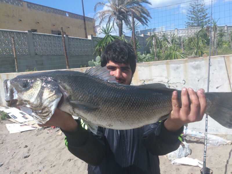 RINCONDEMIPESCA: ROBALO 5'200 KG CAPTURADO POR OSCAR LEON ALIAS EL ...