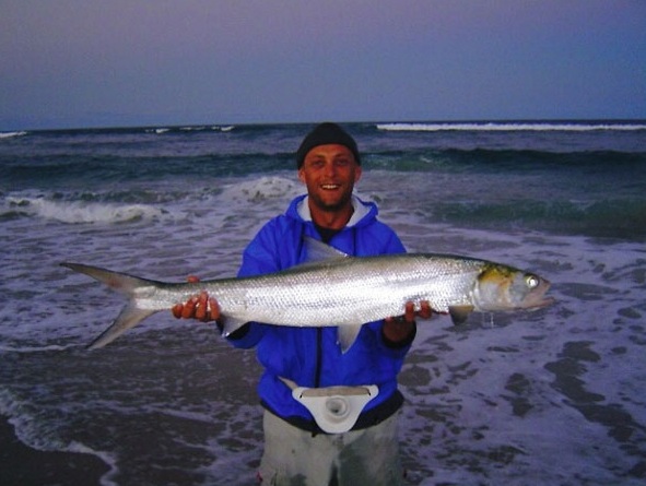 Big Fishes of the World: LADYFISH (Elops spp.)