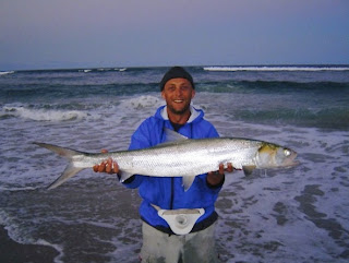 Big Fishes of the World: LADYFISH (Elops spp.)