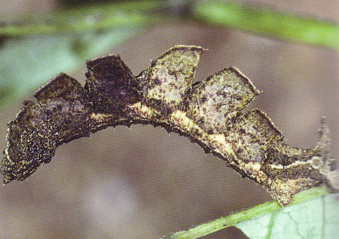 Epizootic: Why Are Insects Deceptive?