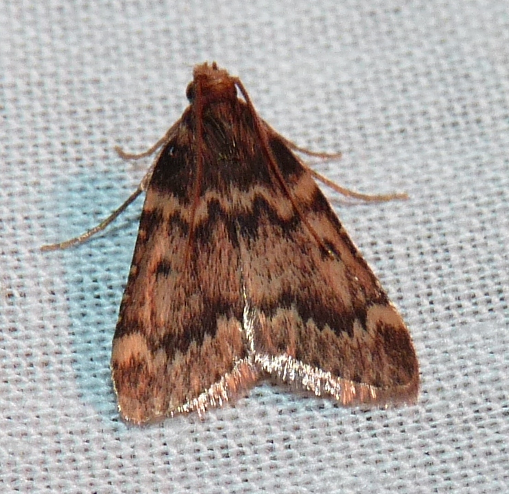 beginning to bird: Moth Week Monday, Tuesday, and Thursday - updated