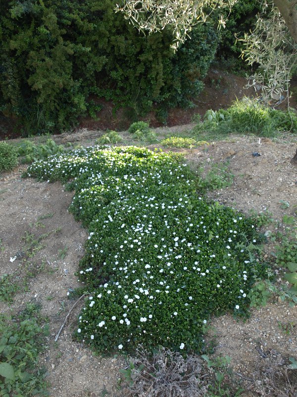 Giardino secco: Falkia repens