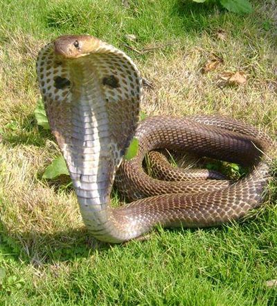 Zwierzęta rozumieją wszystko.