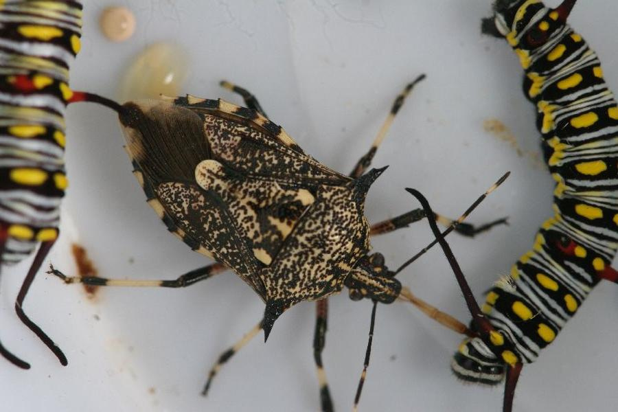 Membangun Perkebunan Kelapa Sawit: Predator Ulat Api "Eocanthecona ...