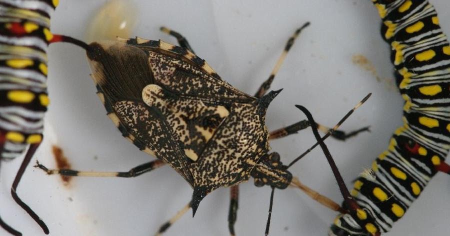 Membangun Perkebunan Kelapa Sawit: Predator Ulat Api "Eocanthecona ...