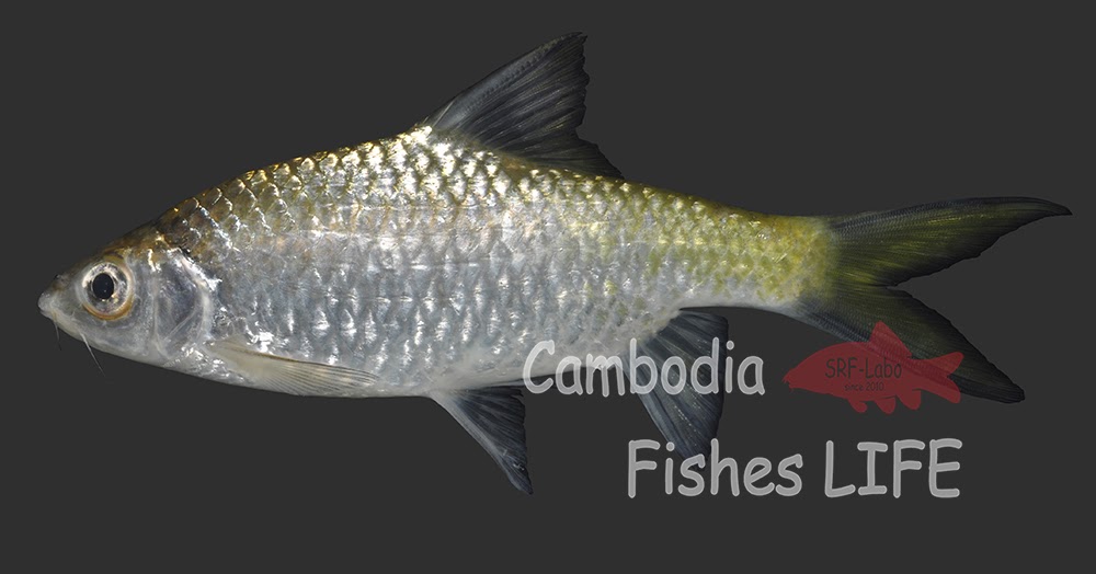 Cambodia Fish LIFE ～シェムリアップ淡水魚研究所SRF-Labo～: 魚マップから（Poropuntius）
