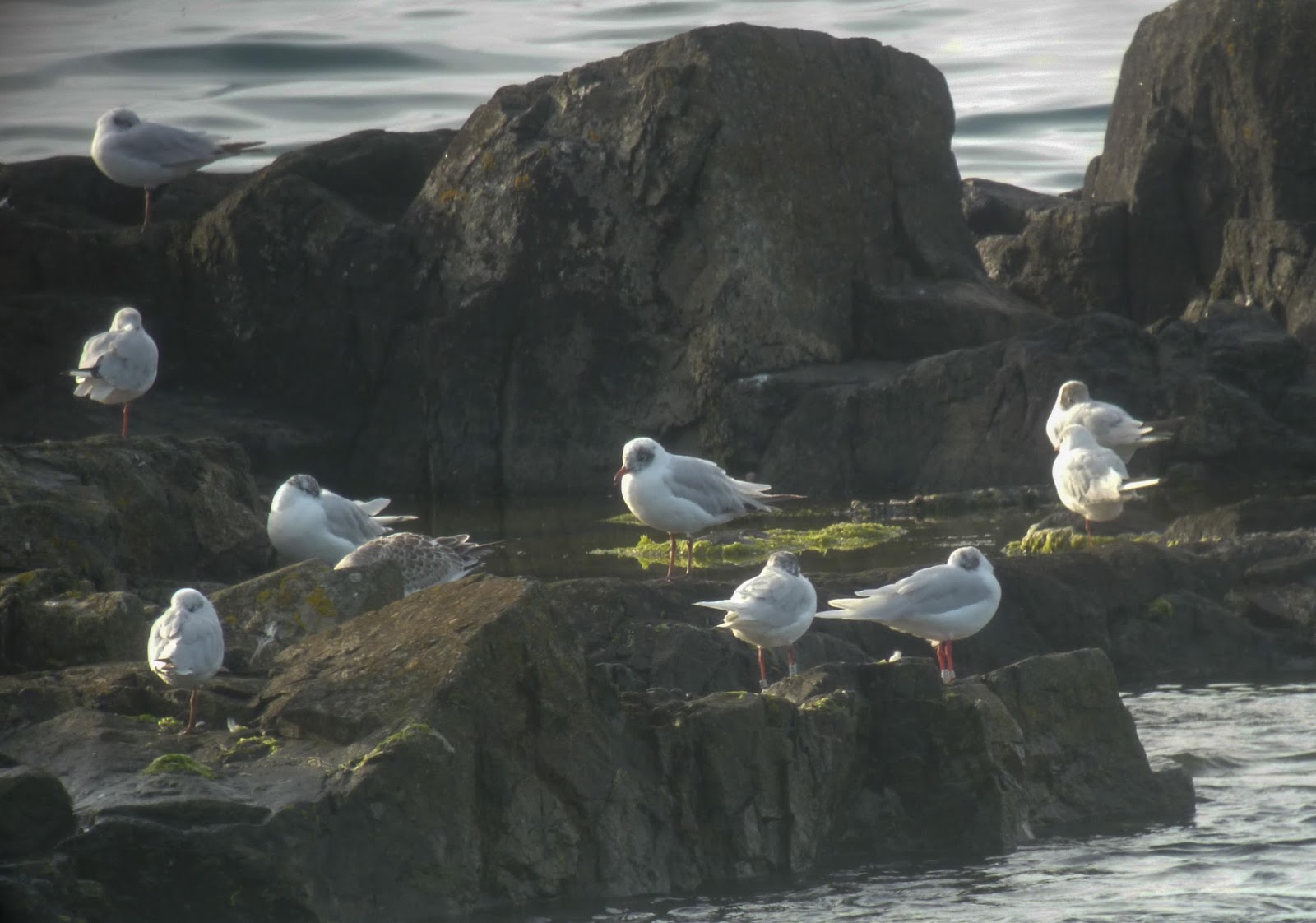 Guernsey Gulls: The Best Med Gull Roost so Far!