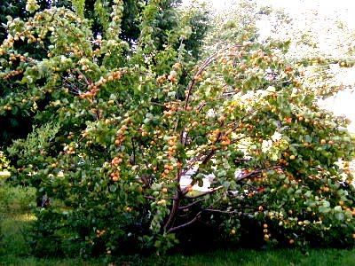 Food: Fruit Cocktail Tree (I want one...)